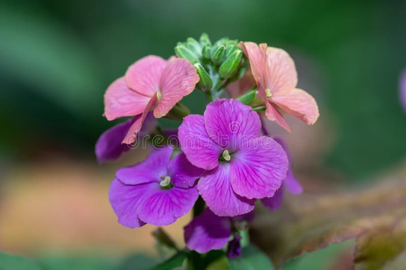 Wallflowers stock photo. Image of wallflower, nature - 347851150