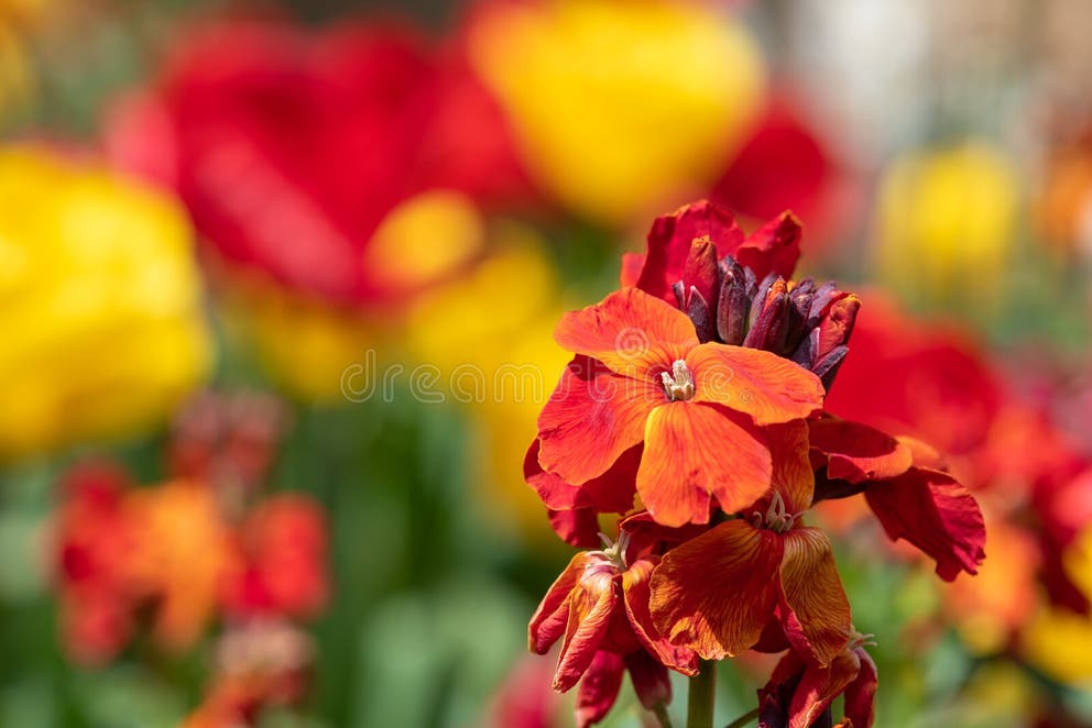 Wallflowers stock photo. Image of natural, gardening - 247742388
