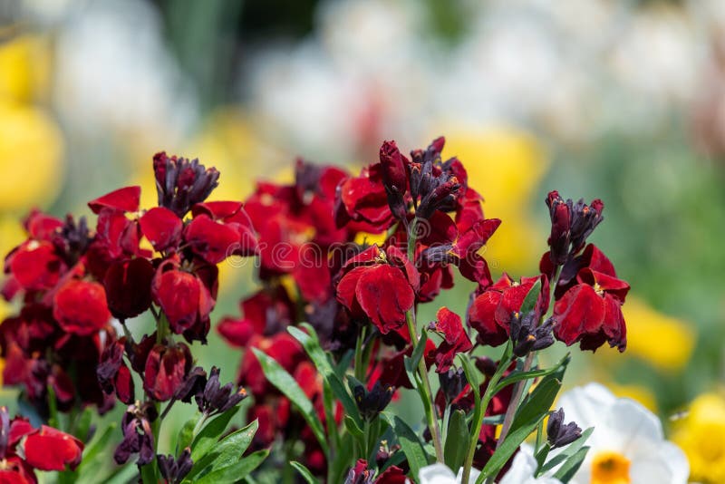 Wallflowers stock image. Image of cultivated, head, botany - 247742715
