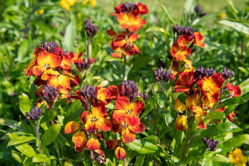 Wallflowers Erysimum Cheiri in Bloom Stock Photo - Image of blooming ...