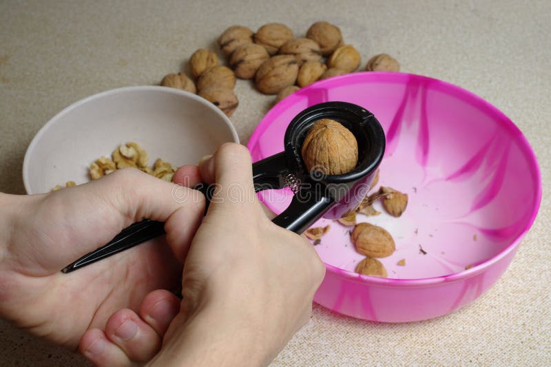 Wallnut shelling stock image. Image of healthy, dried - 36531745