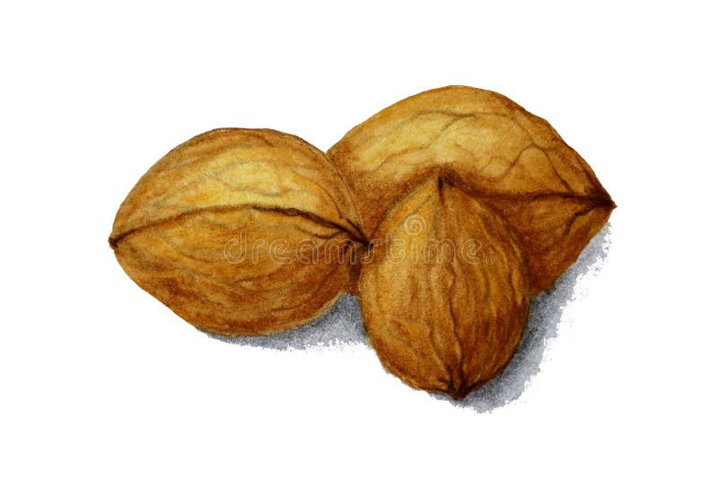 3 Walnuts Painted in Watercolor on White Background Stock Image ...