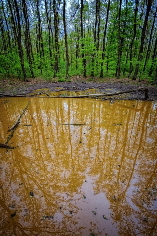Wallow in the Forest in a Sunny Day Stock Photo - Image of environment ...