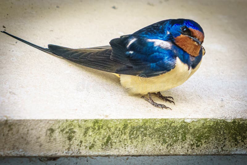 Wallow standing on a stone stock image. Image of weather - 308831619