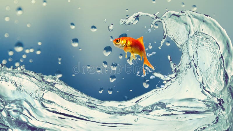 Goldfish Jumping in the Water Stock Photo - Image of orange, jumping ...