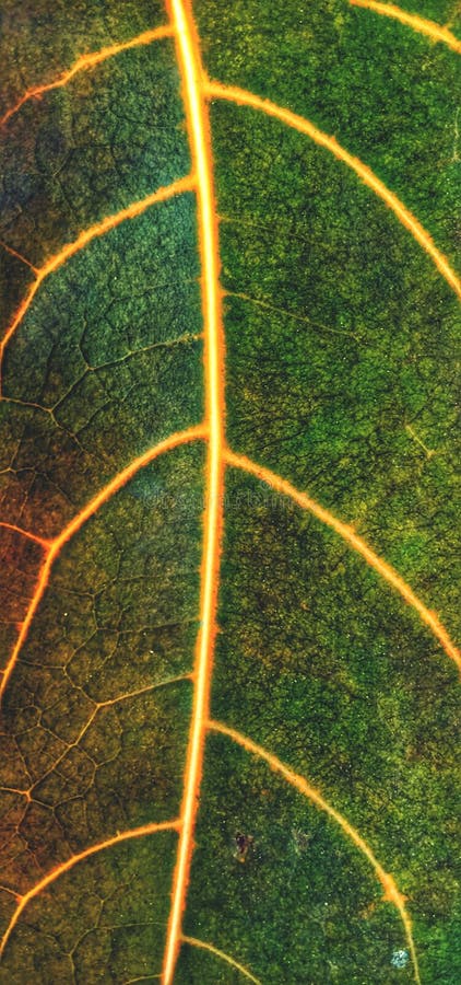 Wallpaper with Attractive and Beautiful Textures Stock Photo - Image of ...