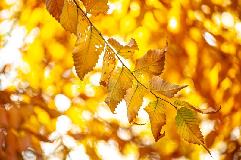 Wallpaper of Autumn, Fall, Yellow Leaves with Sun Stock Image - Image ...
