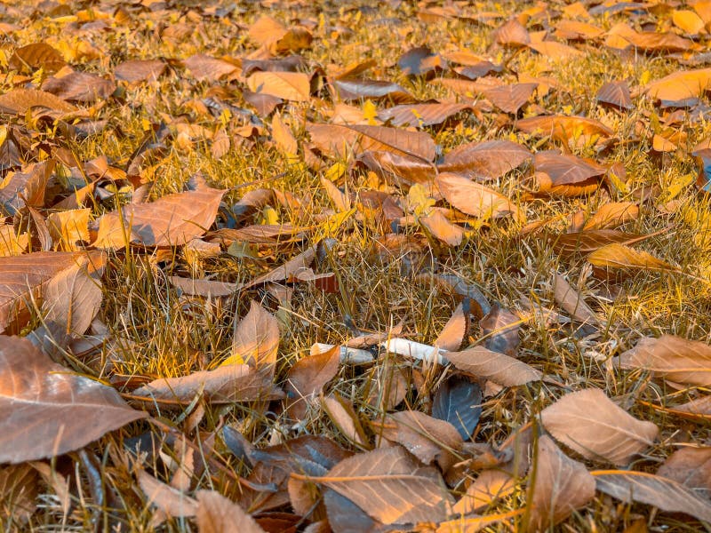 Wallpaper Autumn Leaf Fall with Fallen Leaves on the Ground Stock Photo ...