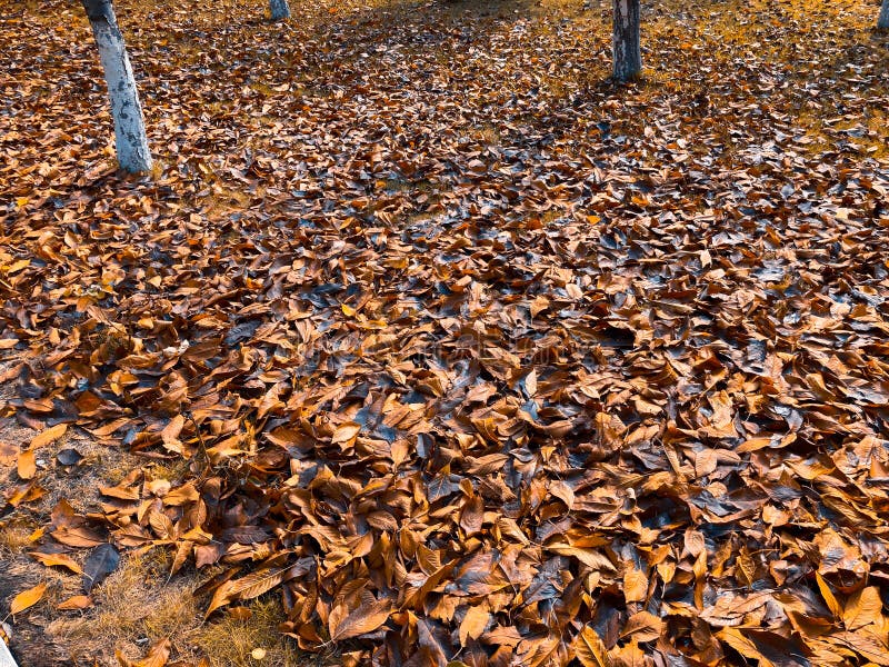 Wallpaper Autumn Leaf Fall with Fallen Leaves on the Ground Stock Image ...