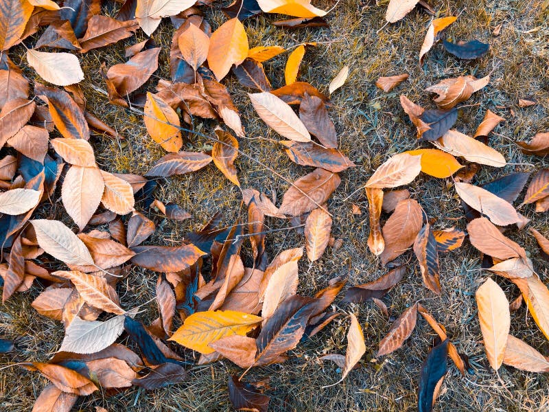 Wallpaper Autumn Leaf Fall with Fallen Leaves on the Ground Stock Image ...