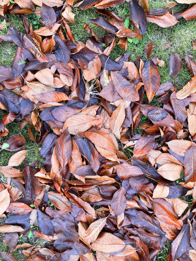 Wallpaper Autumn Leaf Fall with Fallen Leaves on the Ground Stock Image ...