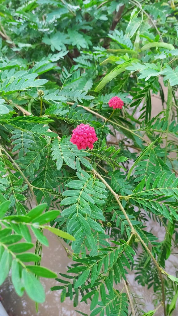 Wallpaper beautiful folwer stock image. Image of fruit - 257980207