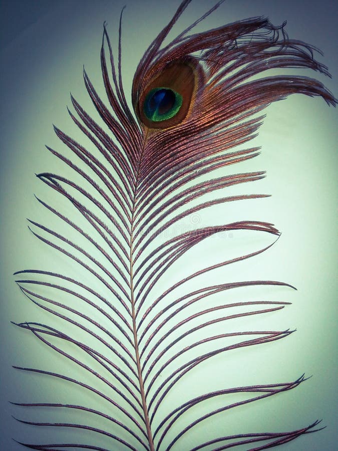 Wallpaper Beautiful Peacock Feather Stock Image - Image of feather ...