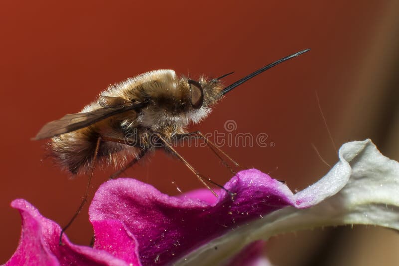 Wallpaper stock photo. Image of branchn, flower, beautifyl - 53769792