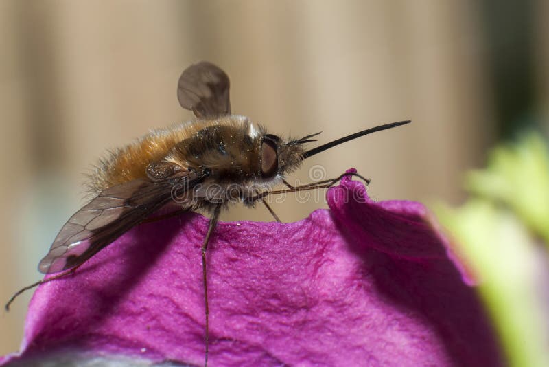 Bug Nose Stock Images - Download 713 Royalty Free Photos