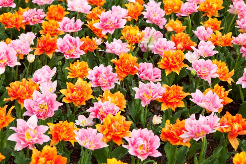 Colorful dutch tulips stock image. Image of classic, florist - 2138665