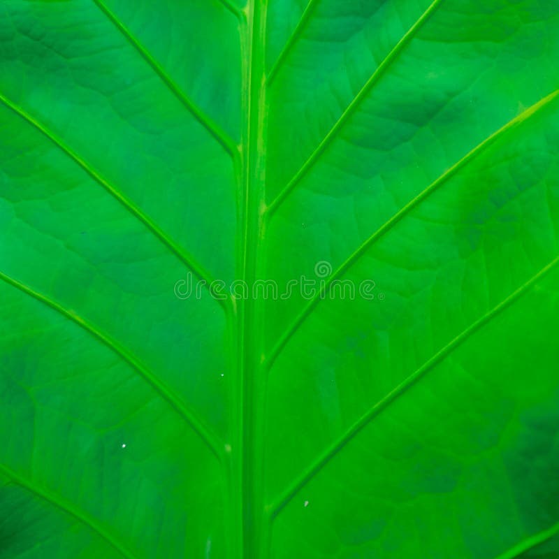 Edited Green Leaf After Rain Mind Ideas Fun Of Creativity Stock Photo ...