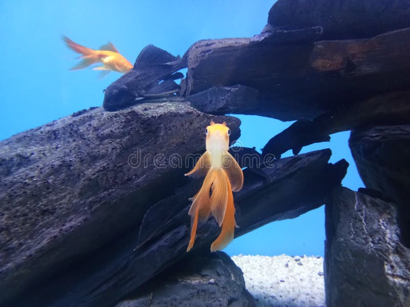 Fish stock image. Image of wallpaper, nice, rocks, fish - 130041203