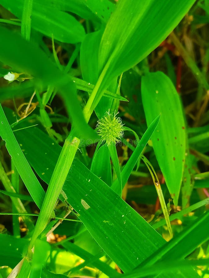 Wallpaper of Grass Objects that are so Beautiful and ...