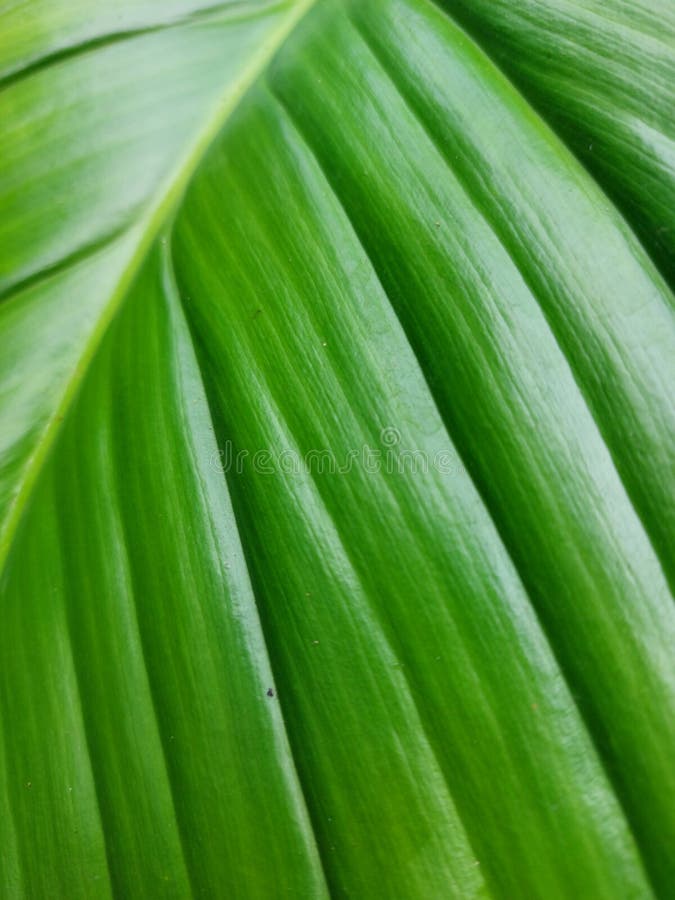 Wallpaper Green Leaf Natural. Stock Photo - Image of wallpaper, tree ...