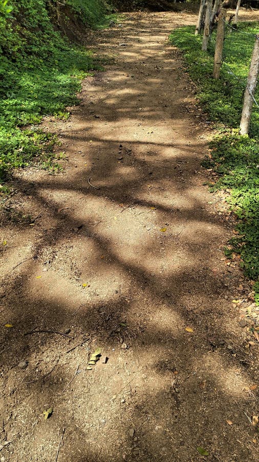 Wallpaper Ground Path in the Middle of a Tropical Forest during Hot ...