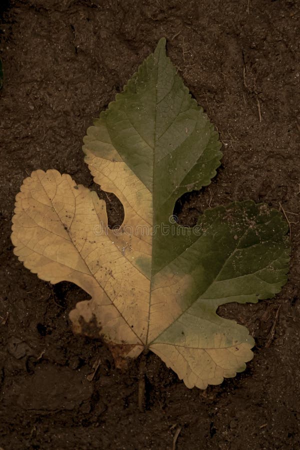 Leaf on the ground stock image. Image of season, bright - 190460885