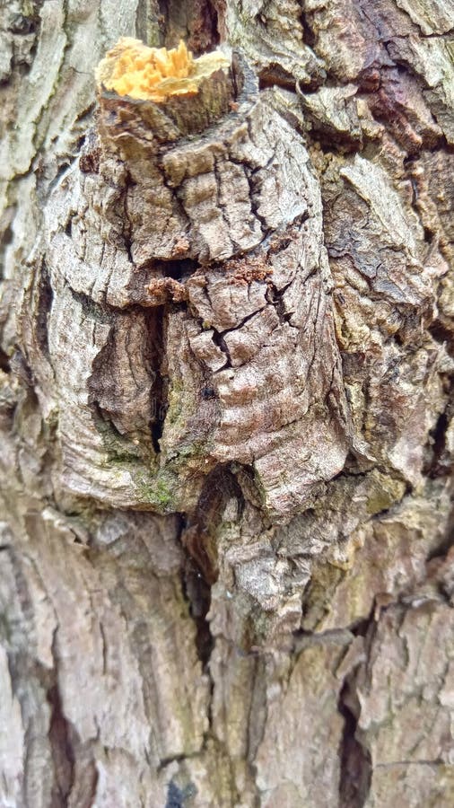 Wallpaper with HD Quality Turi Tree Background Stock Photo - Image of ...