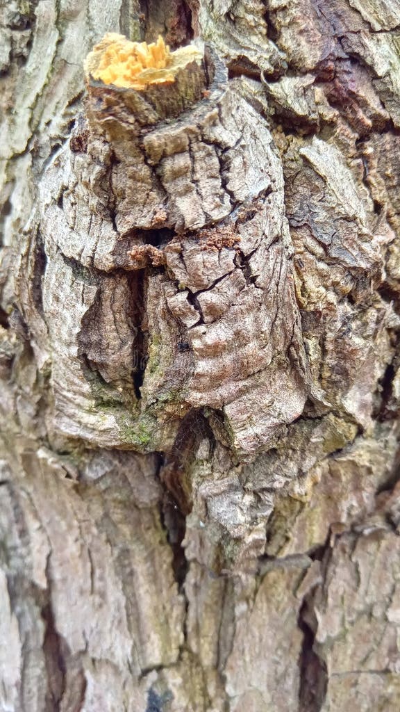 Wallpaper with HD Quality Turi Tree Background Stock Photo - Image of ...