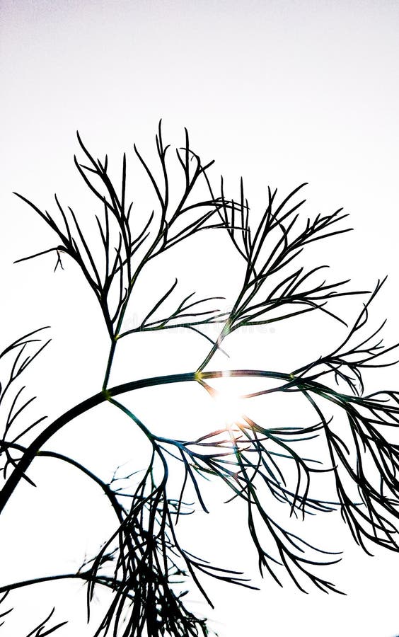 Wallpaper Image Black Tree Photo Stock Image - Image of black, nature ...