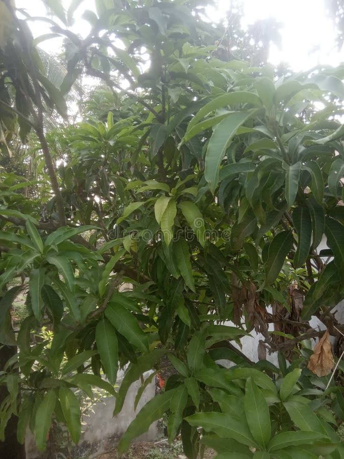 Wallpaper image stock image. Image of plan, tree, abcdeg - 235217421