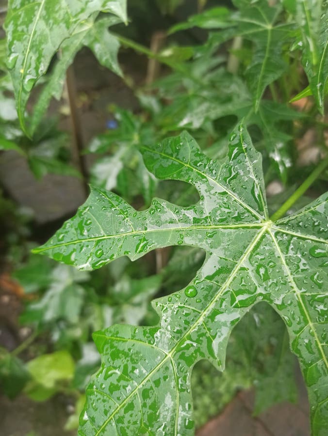 Wallpaper leaf HD stock image. Image of herb, flower - 205331239