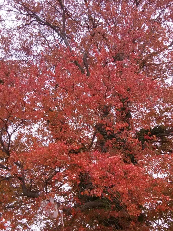 Wallpaper stock image. Image of fall, wallpaper, park - 97708019