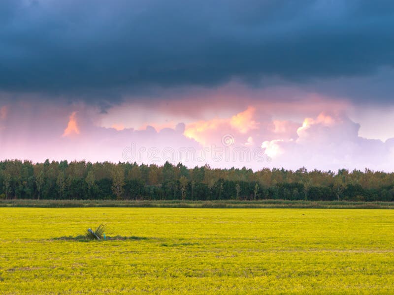Meadow with Forest Edge during Sunset Stock Photo - Image of bright ...