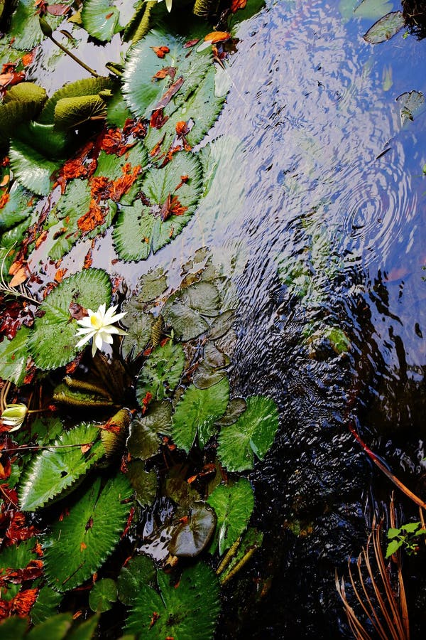 Wallpaper with Natural Stream Motif Stock Image - Image of phone ...