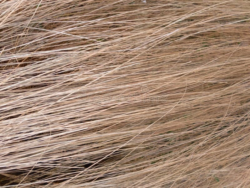 Wallpaper of a Paddy Texture in Dry Theme for Industrial Uses. Stock ...