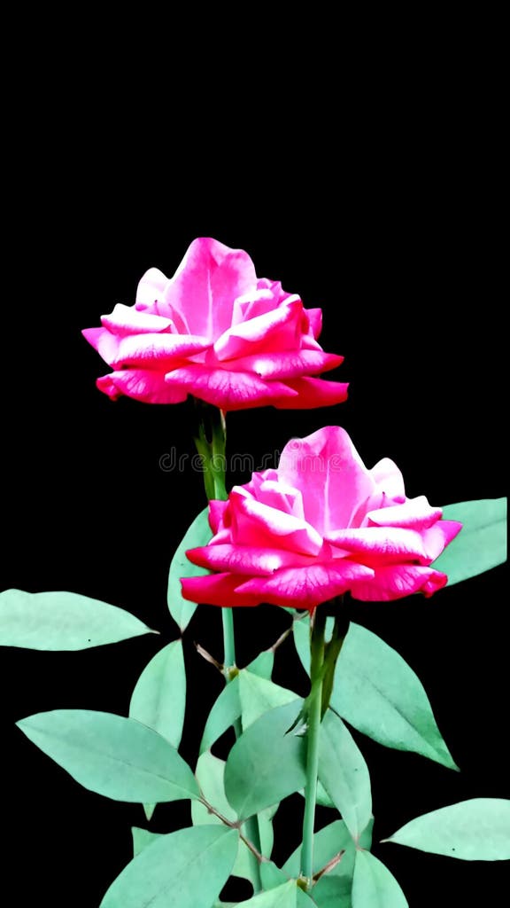 A Pair of Roses on a Black Background Stock Photo - Image of flowers ...