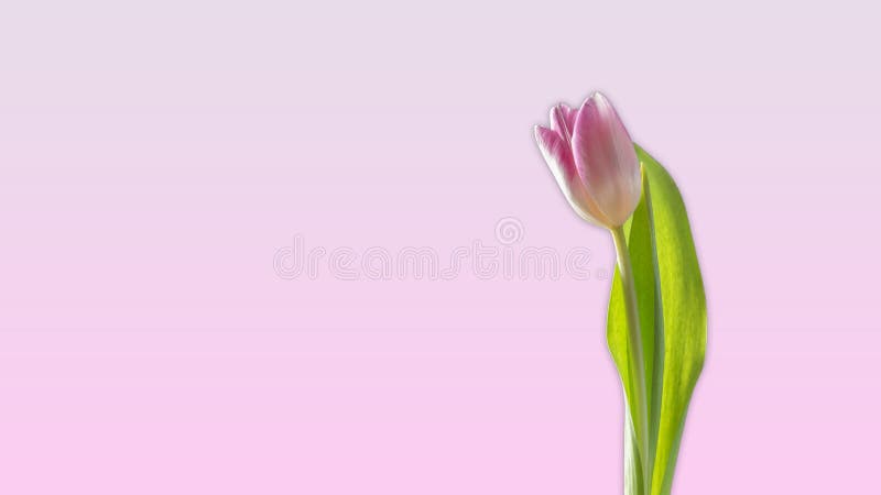 Wallpaper Pink Tulip Flower Background Stock Photo - Image of nature ...