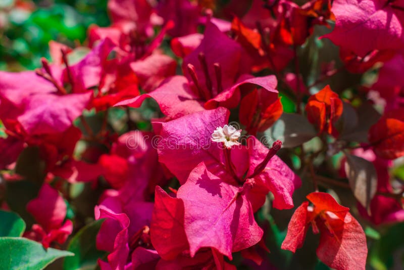 WALLPAPER of RED FLOWERS in the FOREGROUND Stock Image - Image of ...