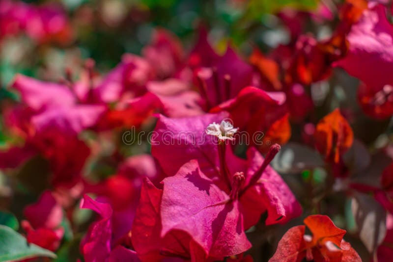 Wallpaper of Red Flowers in the Foreground Stock Image - Image of flora ...