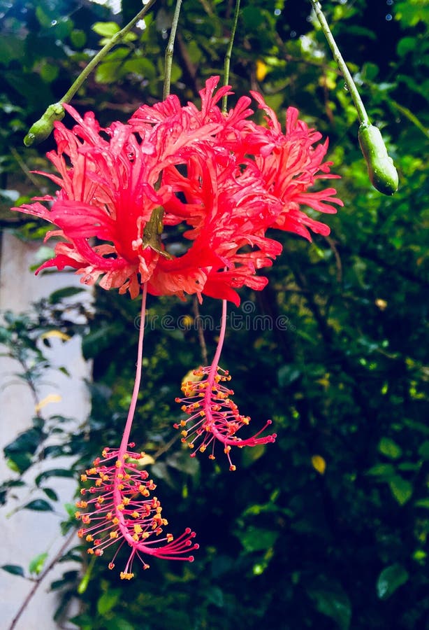 Wallpaper stock photo. Image of wallpaper, kandy, area - 108856258