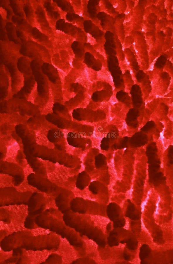 Wallpaper stock photo. Image of wallpaper, love, bedsheet - 129747660