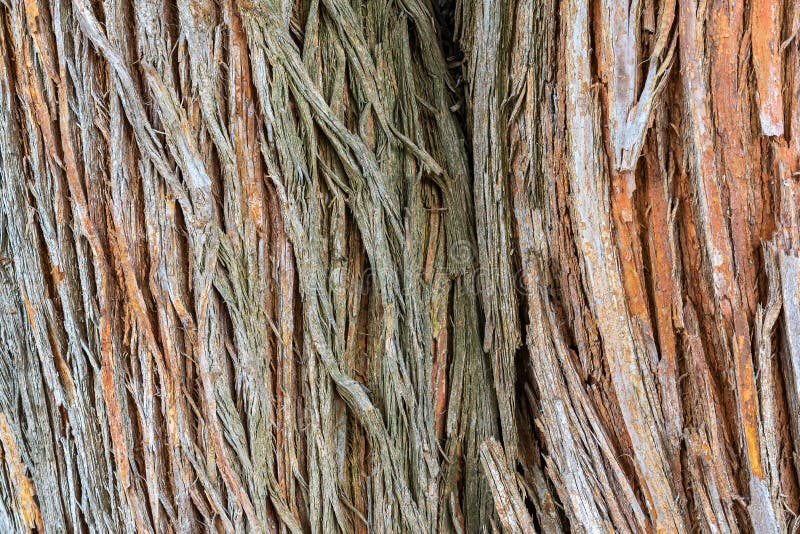 Wallpaper for the Texture of the Bark of a Vertical Thread Tree Stock ...