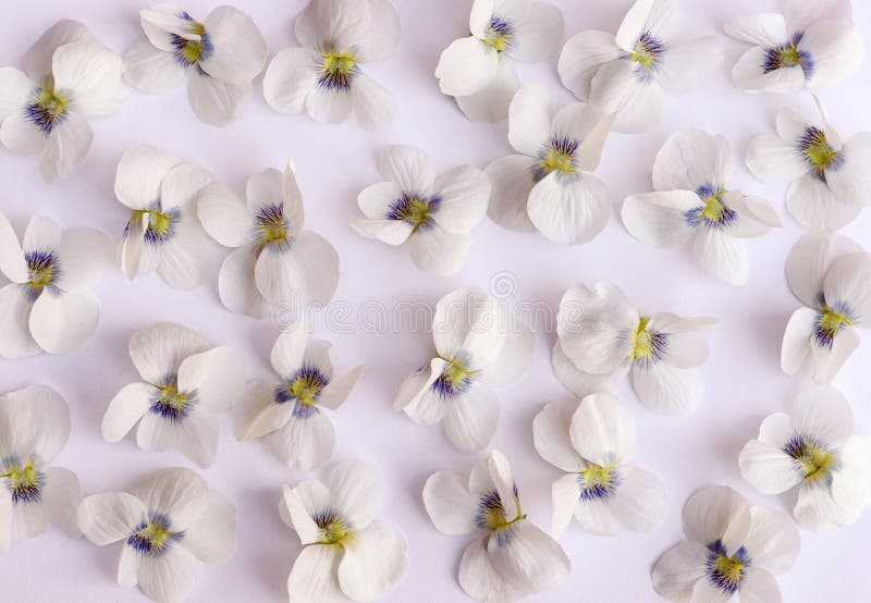 White Violets Viola Alba with a Ribbon Stock Photo - Image of blossom ...