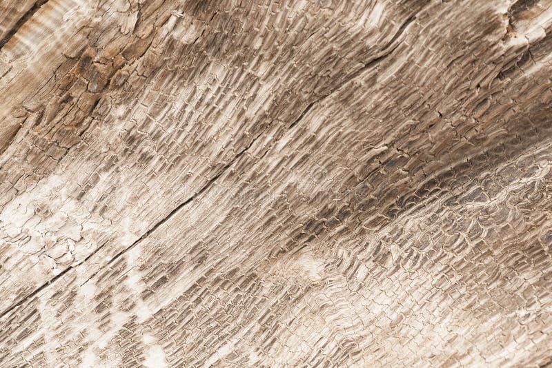 Texture of a Tree, Background Stock Image - Image of structure, design ...