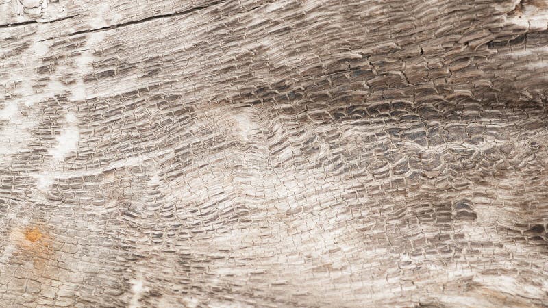 Texture of a Tree, Background Stock Image - Image of design, brown ...