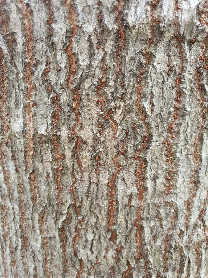 Wallpaper Textures and Roughness Brown Trunks. Stock Photo - Image of ...