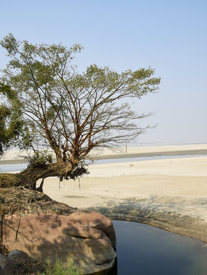 Wallpaper of a Tree Near Beach . Unique Position of Tree Stock Image ...