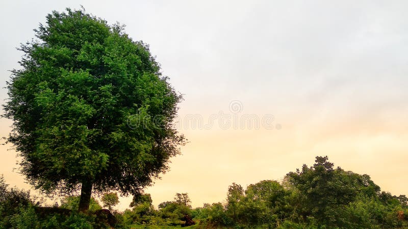 Wallpaper stock image. Image of tree, wallpaper, morning - 153075801