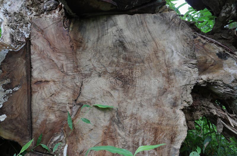 Wallpaper View of an Old Tree Stump Surface Texture View Which Chain ...