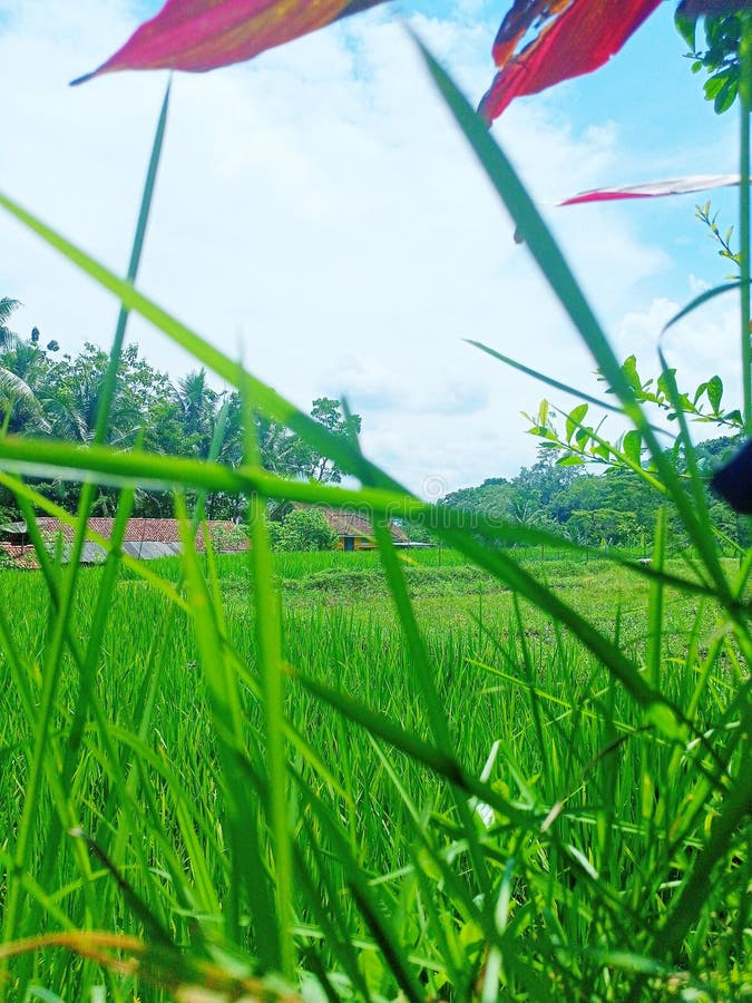 Wallpaper View of the Sky in the Rice Fields Stock Image - Image of ...
